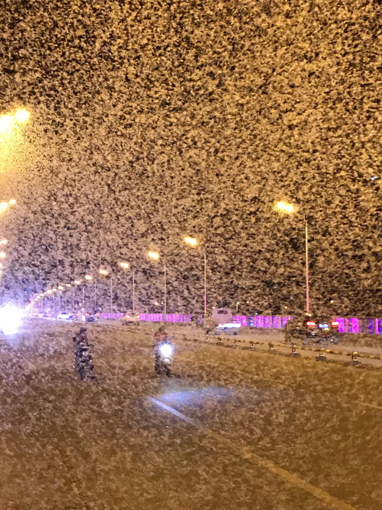 LOCAL NEWS: Mayflies Are Back with a Vengeance!